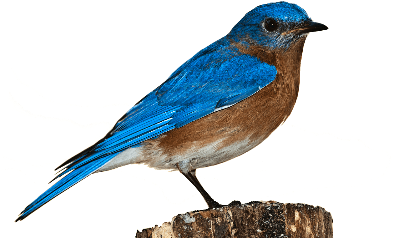 Download Birds Png Images Free - Transparent Background Bird ...