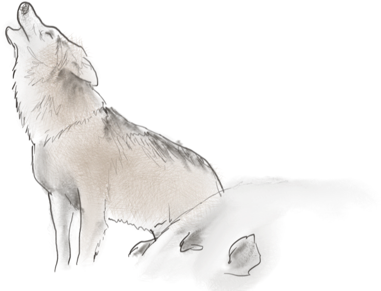 Download Org/wp Transprent - Wolf - Full Size PNG Image - PNGkit