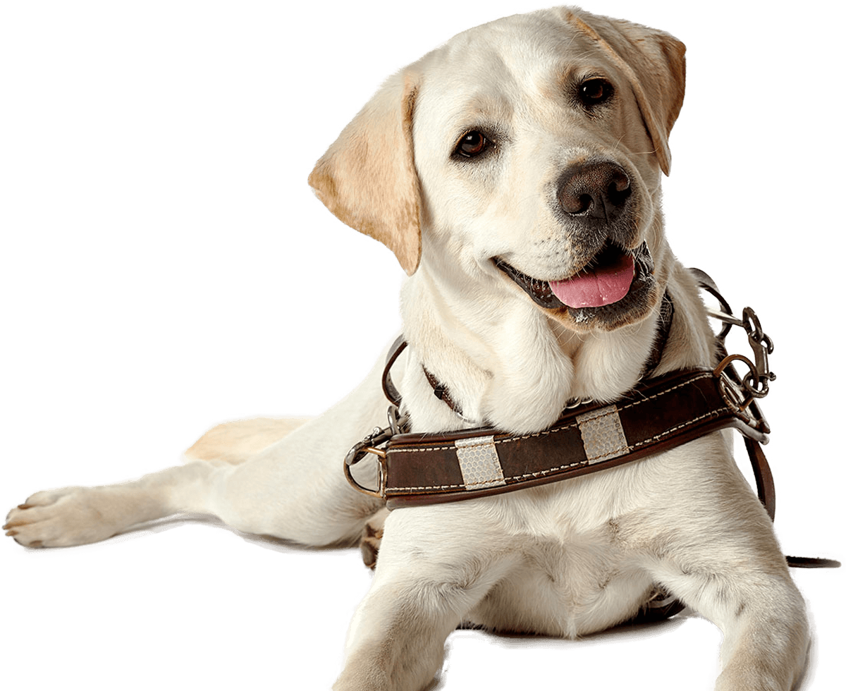 Download Guide Dog Png - Full Size PNG Image - PNGkit