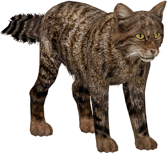 Download Transparent Scottish Wild Cat - Wild Cat Png - PNGkit