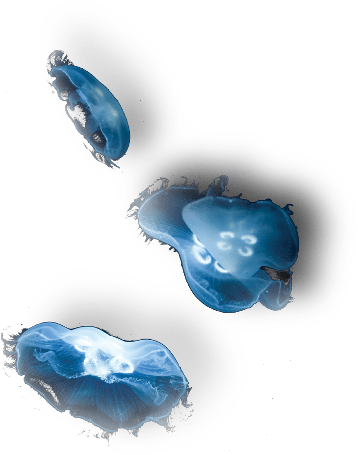 Download Support Our Mission - Crystal - Full Size PNG Image - PNGkit