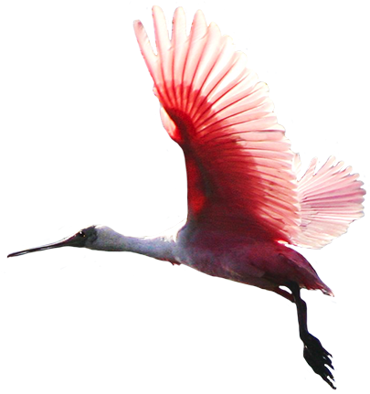 Download Animal Clip Art - Red Bird Flying Png - Full Size PNG Image ...