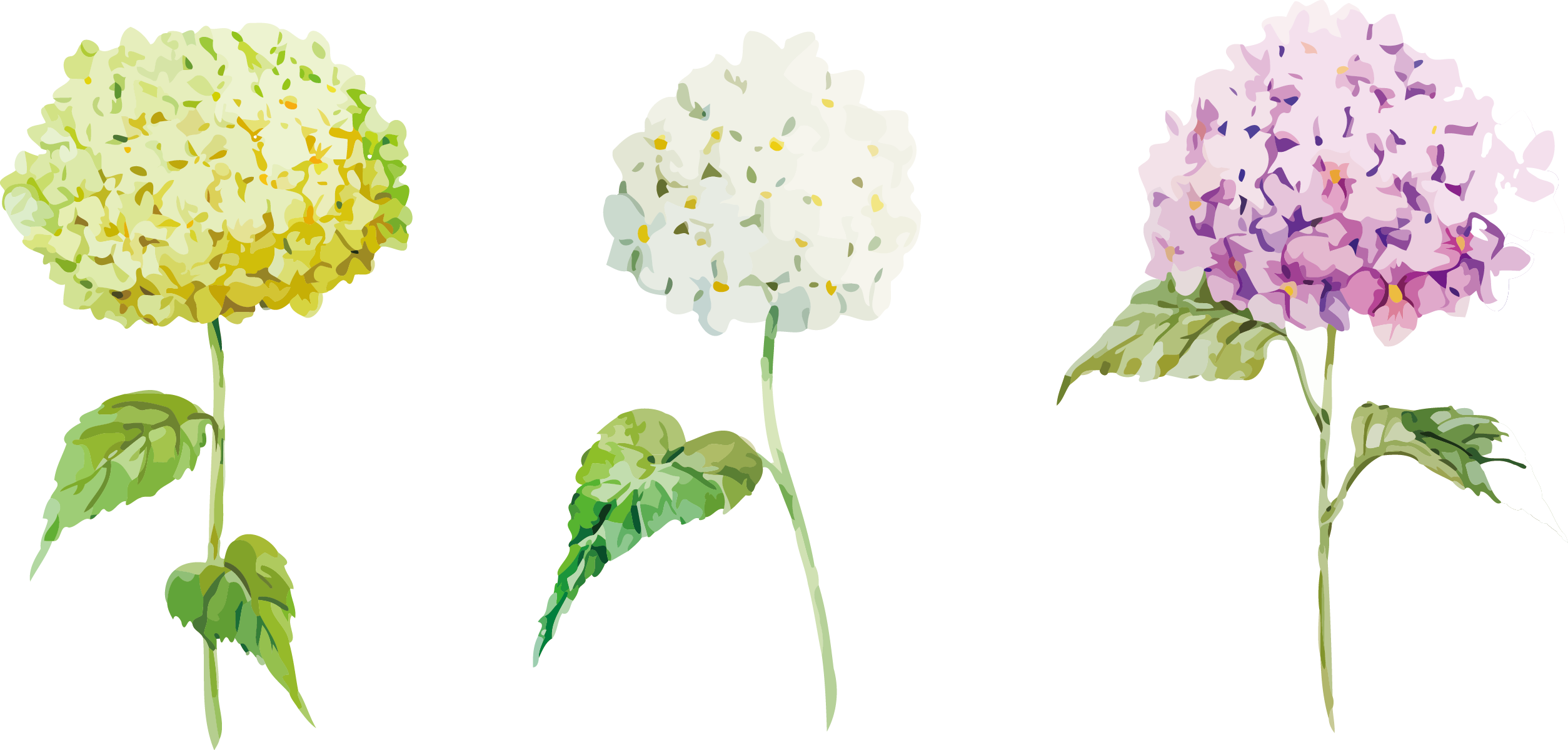 Download Hydrangea Stock Photography Clip Art - Transparent Hydrangeas ...