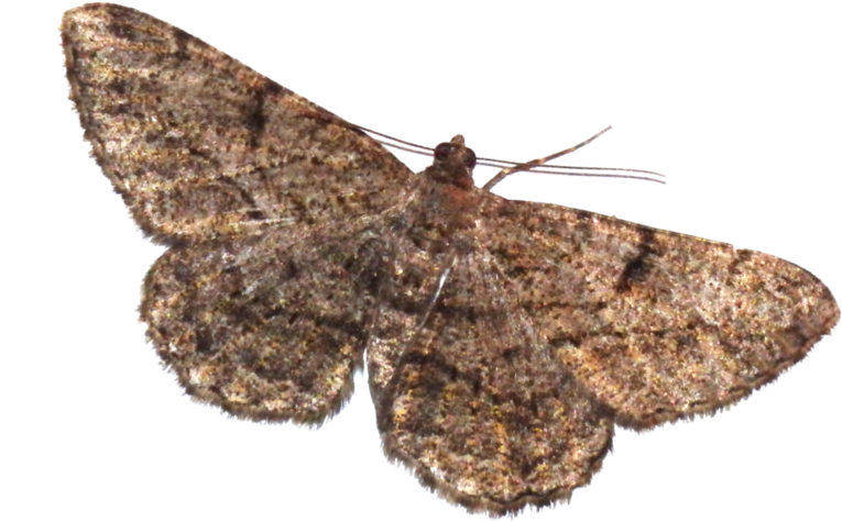 Download Moth Png Transparent Picture - Moth And Lamp Meme - Full Size ...