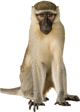 Download Monkey Transparent Macaque - Monkey Png - Full Size PNG Image ...