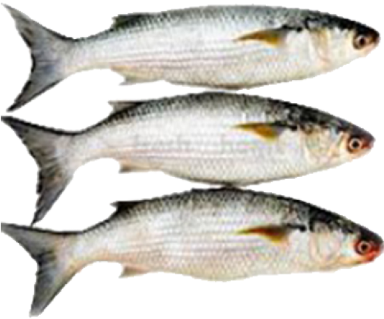 Download Parshe Fish - Small - Parshe Fish - Full Size PNG Image - PNGkit