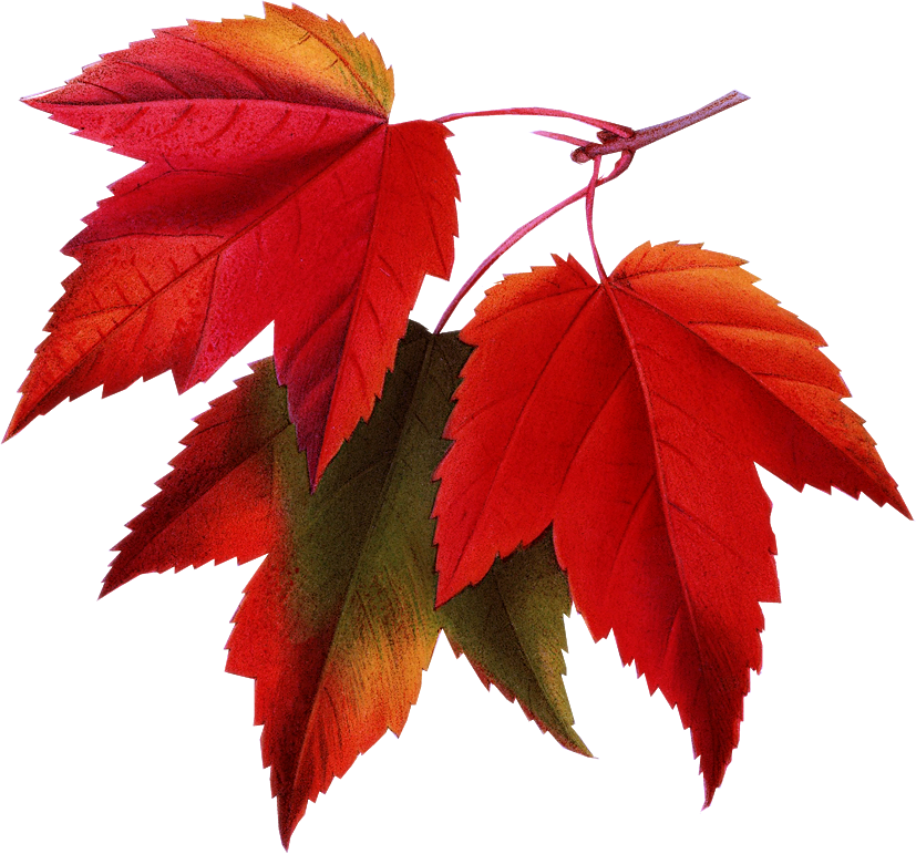 Download Autumn Leaves - Fall Pictures For Email Signatures - Full Size ...