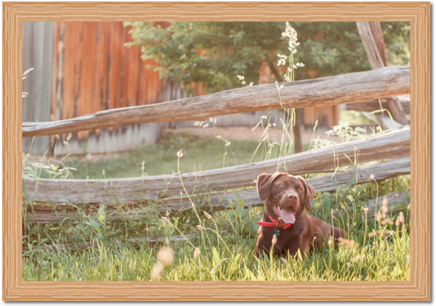 Download Framed Acrylic Sample Of Chocolate Lab - Picture Frame - Full ...
