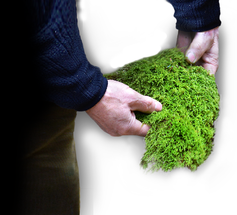 Download Our Raw Materials - Moss - Full Size PNG Image - PNGkit