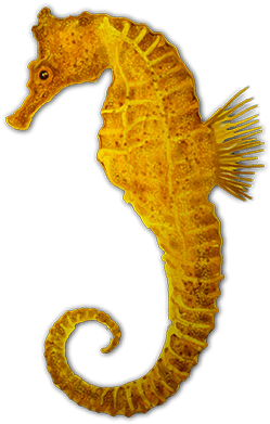 Download Caballitos De Mar Png,rosavecina - Seahorse - Full Size PNG ...