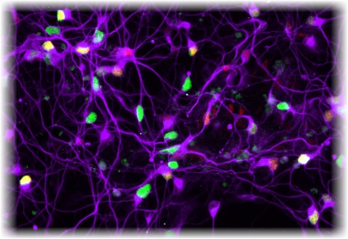 Download Catalog Of The Ninds Human Cell And Data Repository - Stem ...