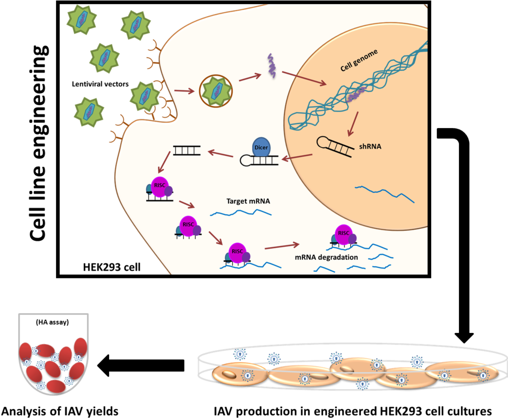 Download Scheme Of Cell Line Engineering - Short Hairpin Rna - Full ...