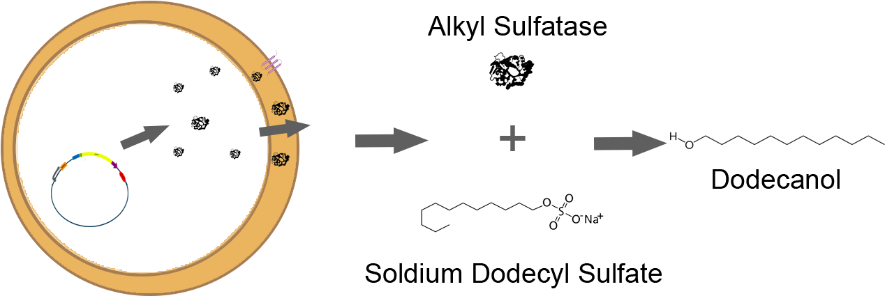 Download Peace Sign - Full Size PNG Image - PNGkit