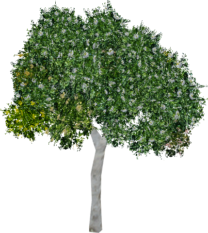 Download Transparent Clusia Tree - Tree In Elevation For Photoshop - PNGkit