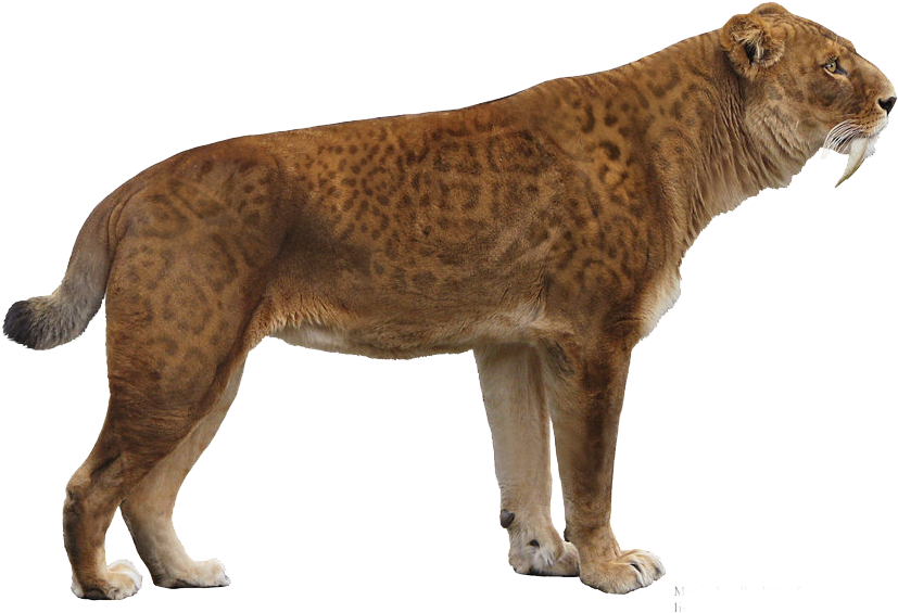 Download First Things First, Although Smilodon Is Referred To ...