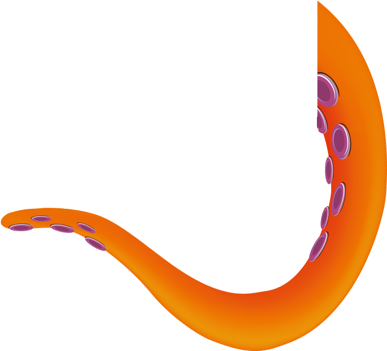 Download Transparent Octopus Tentacle - PNGkit