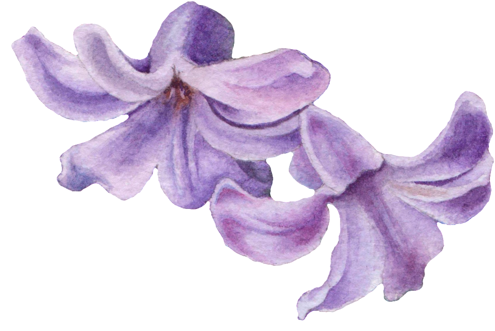 Download Two Hyacinth Png Transparent - Hyacinth - Full Size PNG Image ...