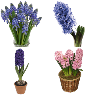 Download Hyacint Png - Full Size PNG Image - PNGkit