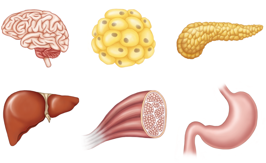 Download Transparent Organs - Illustration - PNGkit