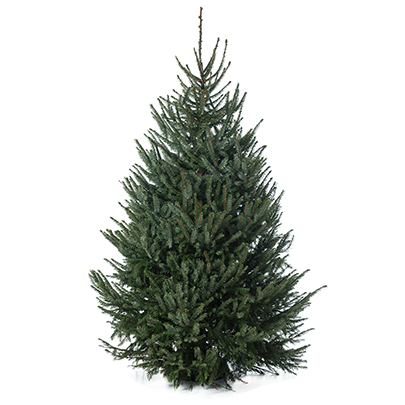 Download Picea Omorika - Fresh Cut Fraser Fir - Full Size PNG Image ...