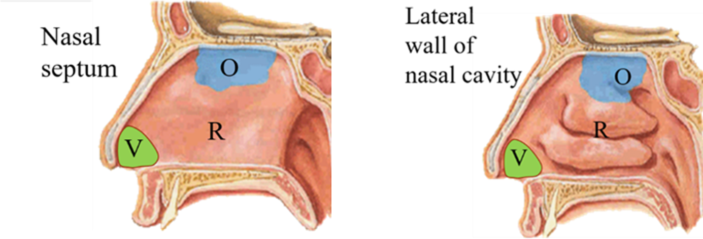 Download Nasal Meatus - Full Size PNG Image - PNGkit
