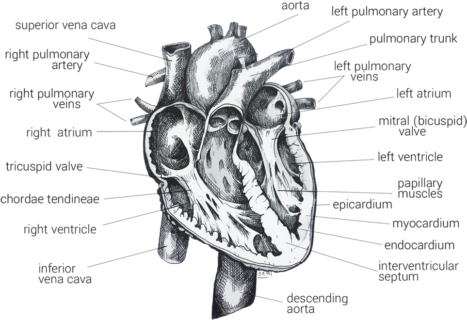 Download Singha Hon Heart Womanly Web Site 3 - Heart - Full Size PNG ...