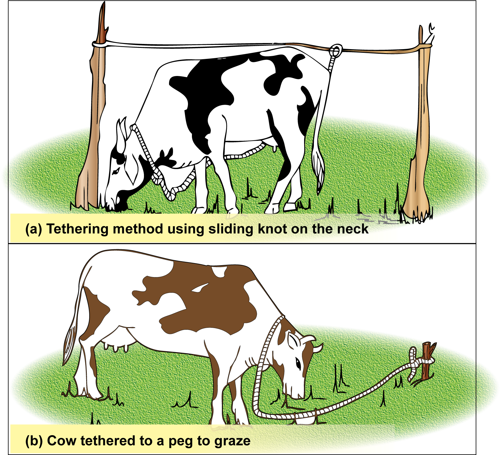 Download In Tethering, Animals Can Be Tied To A Peg Or Onto - Cattle ...