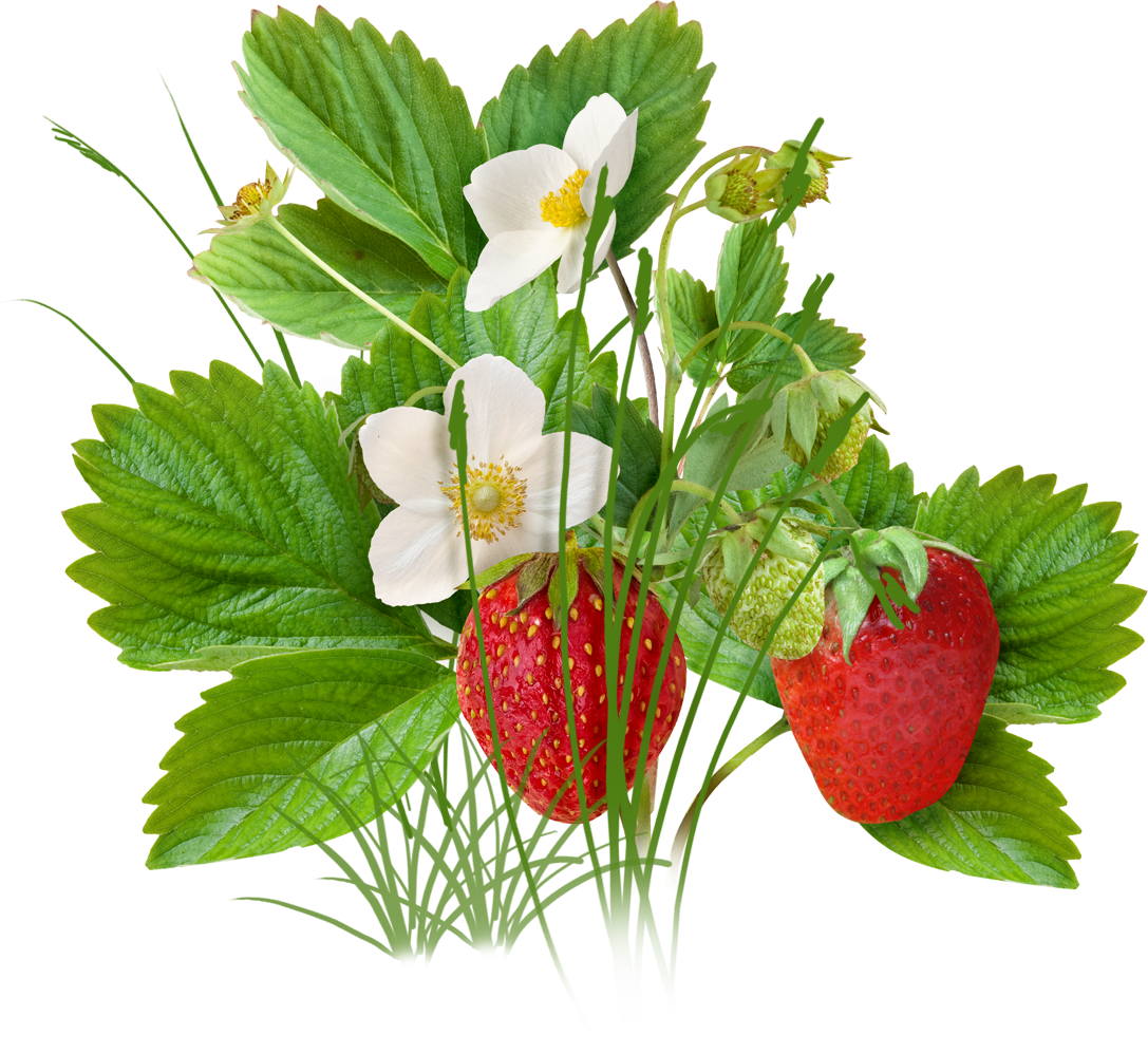 Download Strawberry Plant Png Download - Strawberry Tree Png Clipart ...
