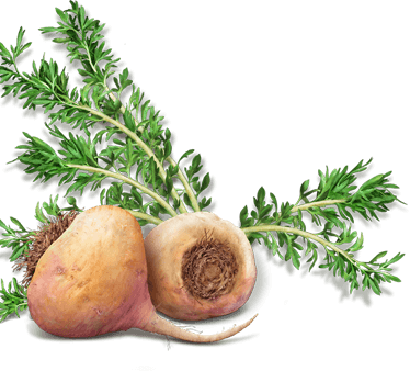 Download Super Benefits - Maca Plant - Full Size PNG Image - PNGkit