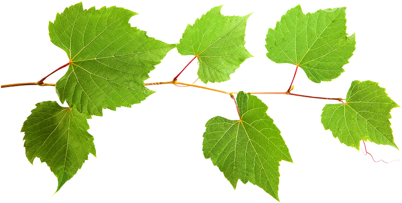 Download Grape Leaf Extract - Liście Winogron - Full Size PNG Image ...