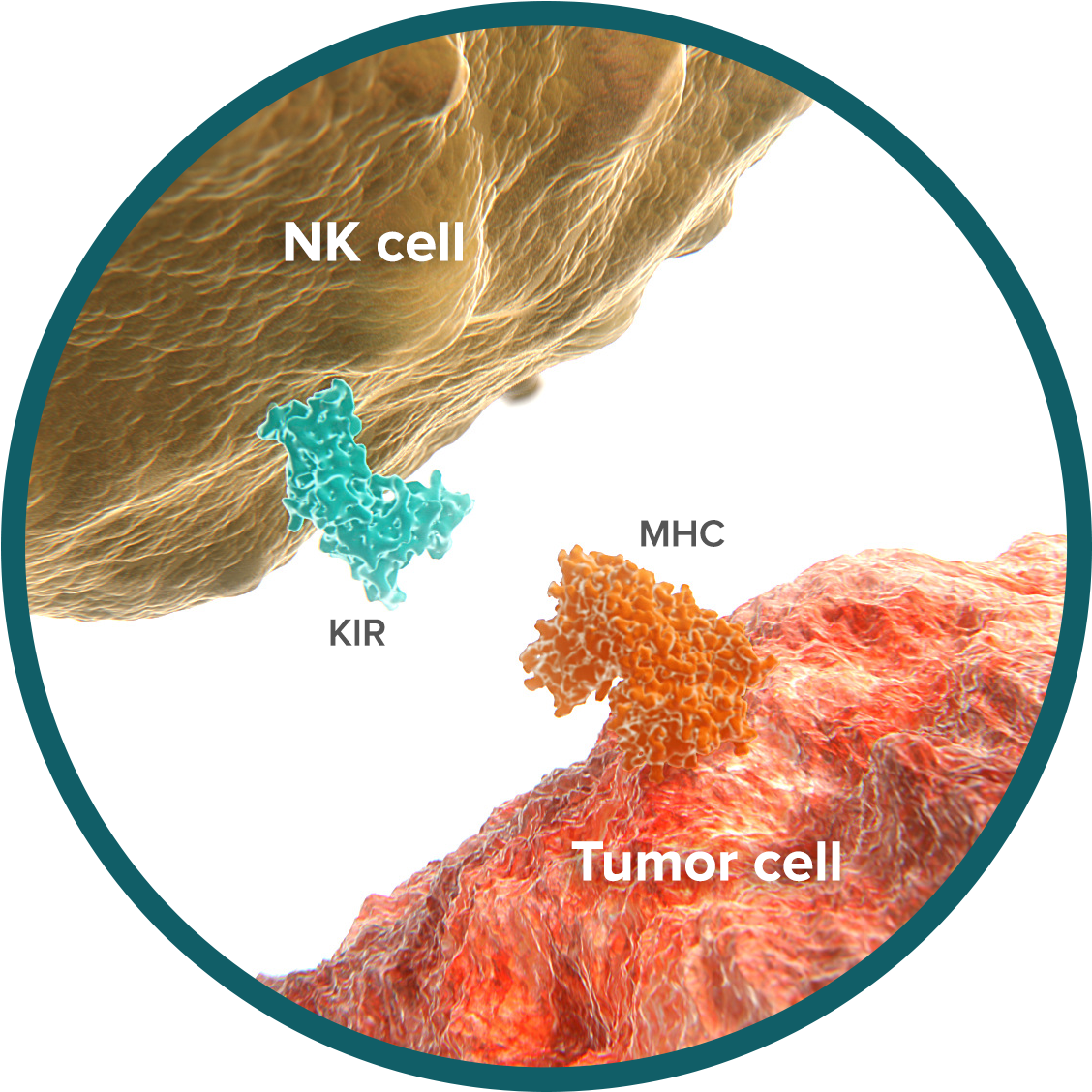 Download Transparent Did You Know That We Develop “cancer” Cells Every ...