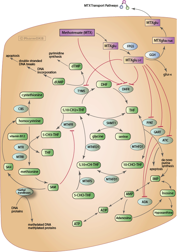 Download Methotrexate Pathway , Pharmacodynamics Diagram - Cancer ...