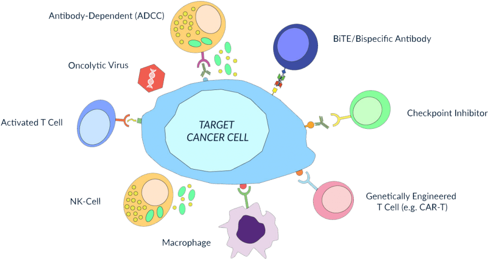 Download Transparent Cancer Immunotherapy - Immunotherapy Antibody - PNGkit