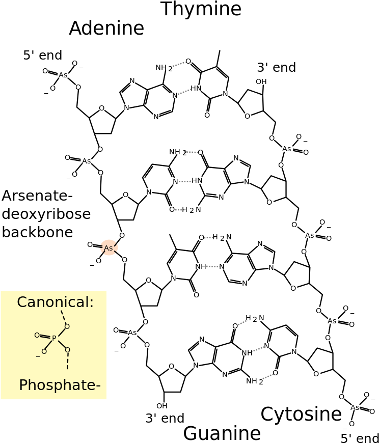 Download Free Download Molecular Structure Of Dna Clipart Dna - Dna ...