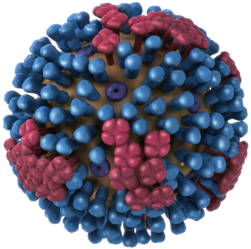 Download Source - Flu Virus - Full Size PNG Image - PNGkit