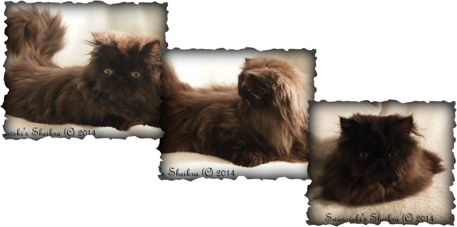 Download Domestic Long-haired Cat - Full Size PNG Image - PNGkit