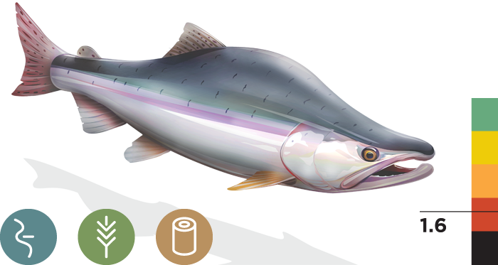 Download Pink Salmon - Species Of Salmon - Full Size PNG Image - PNGkit