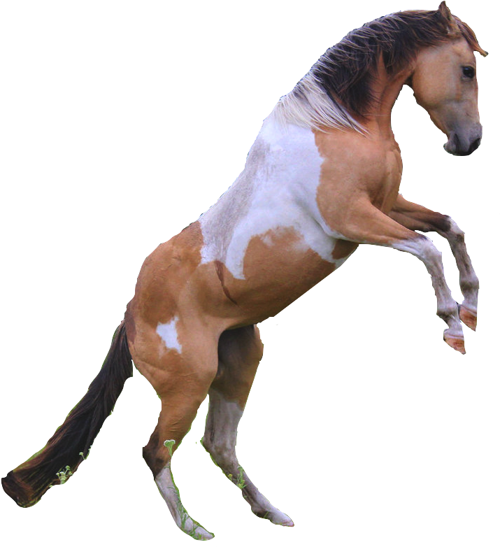 Download Horses Transparent Rearing - Horse - Full Size PNG Image - PNGkit