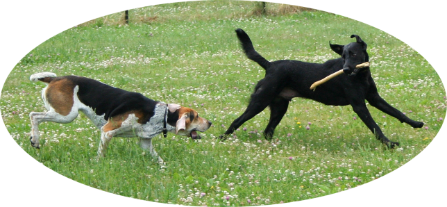 Download American Foxhound And Labrador Retriever Playing - American ...