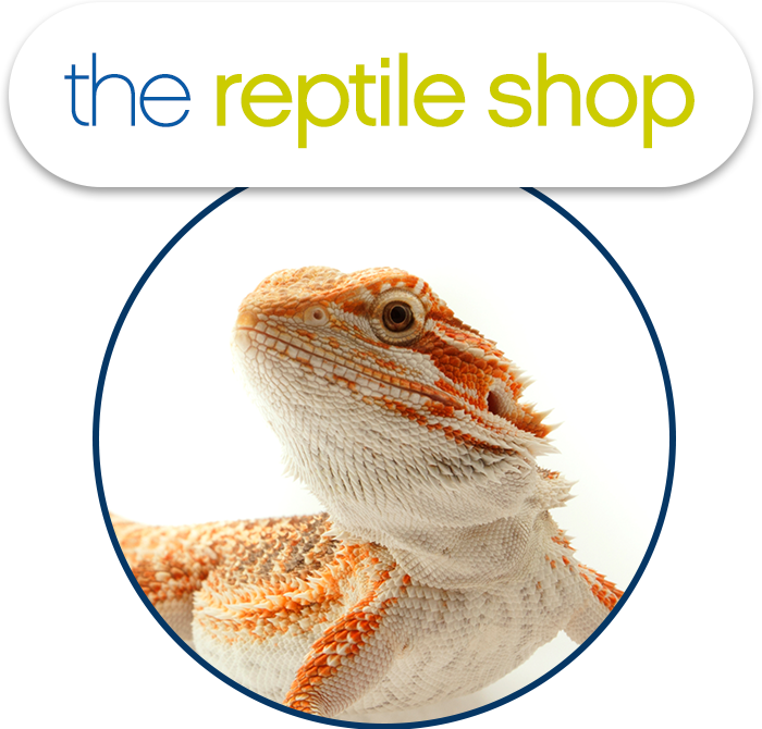 Download Reptiles - L Word - Full Size PNG Image - PNGkit