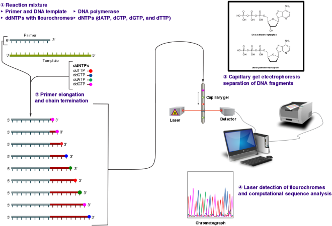 Download Transparent Sanger Sequencing Wikipedia Dna Fingerprinting ...