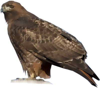 Download Transparent Red-tailed Hawk - PNGkit