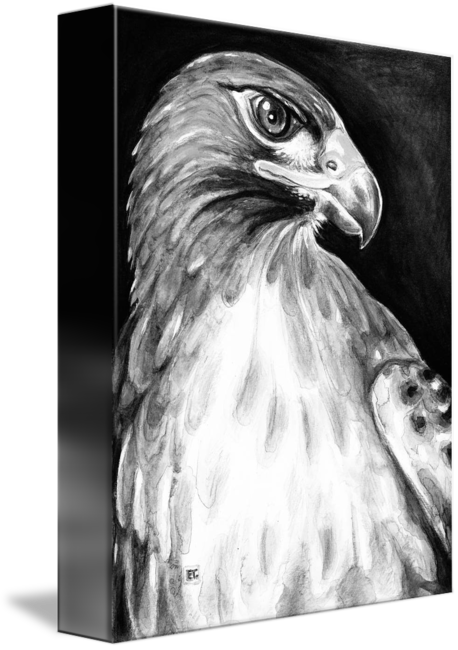 Download "red Tail Hawk Bw" By Evey Studios - Comic Style Hawk Note ...