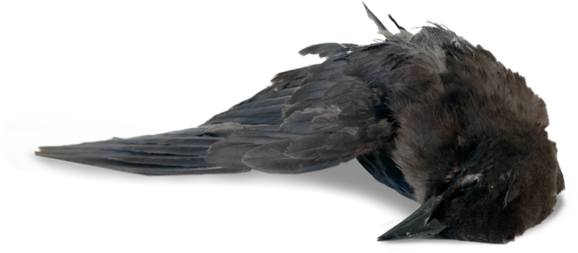 Download Transparent Ftestickers Bird Dead Stickers Freetoedit - Bird ...