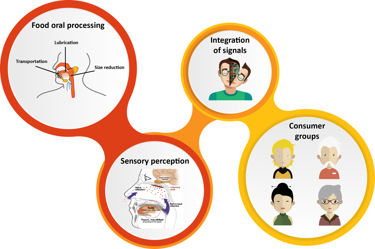 Download Bolus - Sensory Perception Of Food - Full Size PNG Image - PNGkit