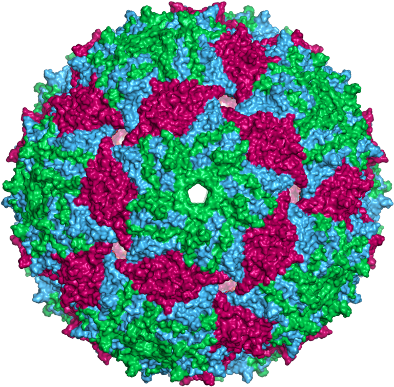 Download Ms2capsid Surface - Epstein Barr Electron Microscope - Full ...