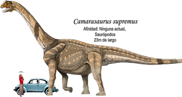 Download Pertenece A La Famosa Formación Morrison Que Alberga - Evolved ...