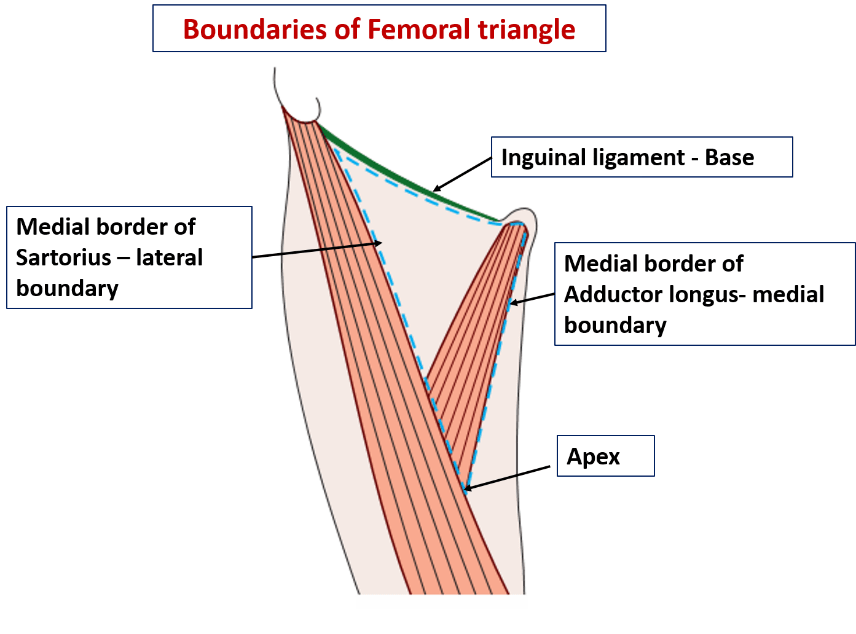 Download Transparent Name The Structures Forming Boundaries Of Femoral ...