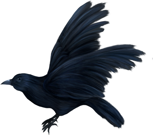 Download Bird-055 - Corbeau Png - Full Size PNG Image - PNGkit