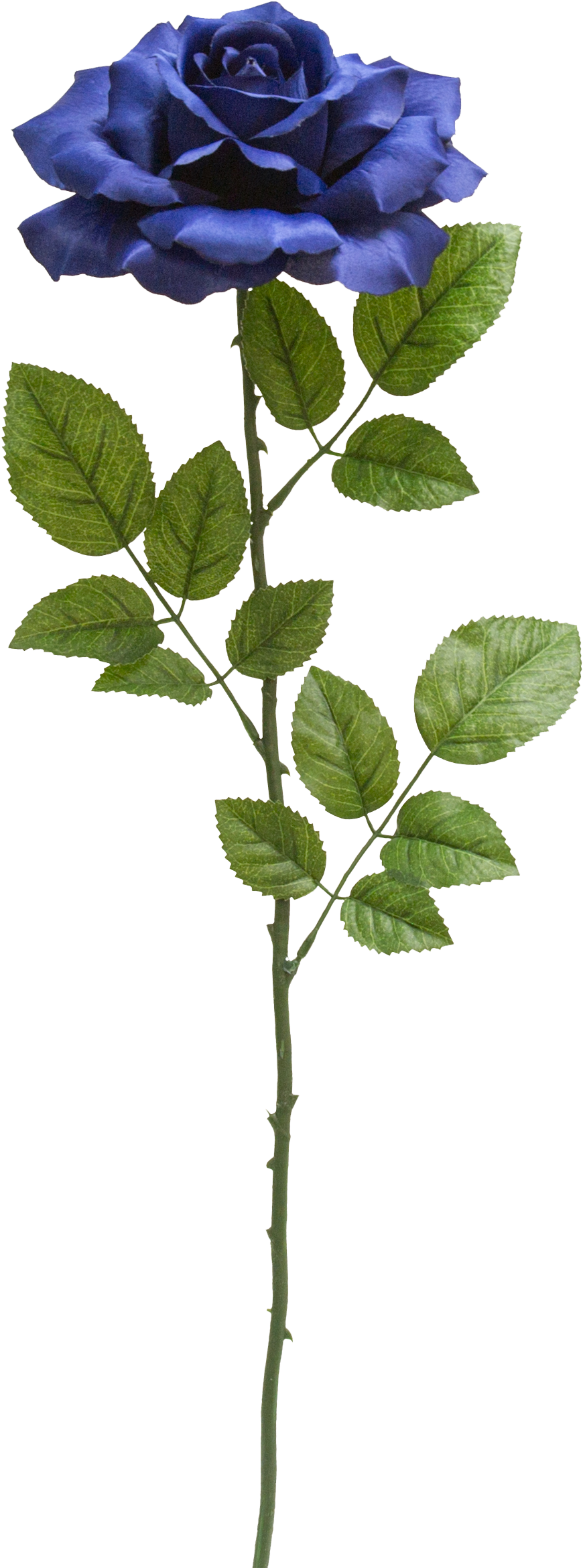 Download Teters Floral Blue Rose Stem - Blue Rose - Full Size PNG Image ...